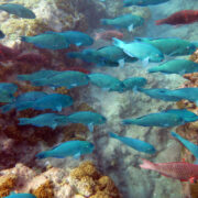 Home - Fisheries Society of the British Isles