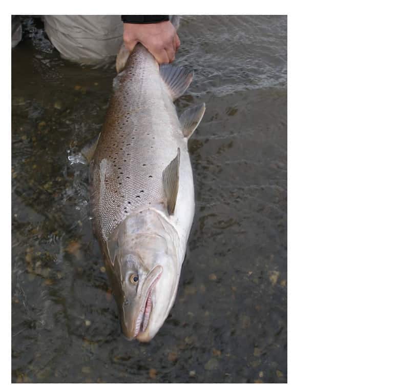 IFM Sea Trout Symposium - Fisheries Society of the British Isles